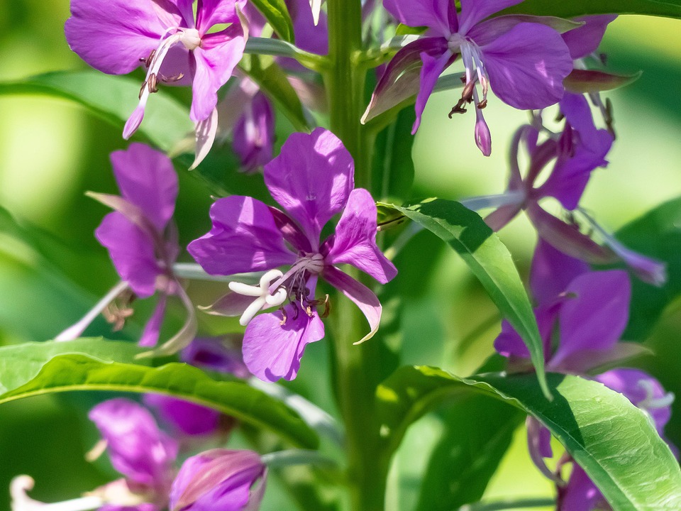 Flores Bloom Botânica - Foto gratuita no Pixabay