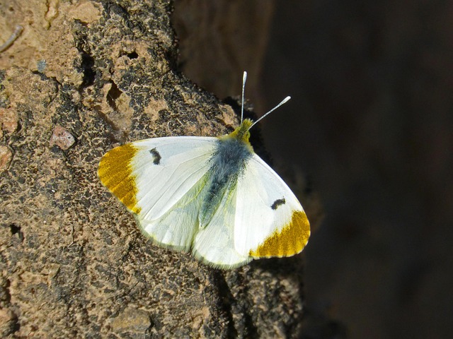 Insekt Orange-Tips Entomologi - Gratis foto på Pixabay - Pixabay