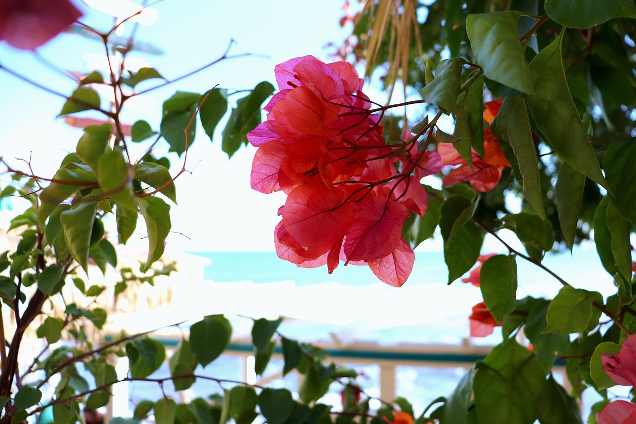 花 九重葛 盛开 Pixabay上的免费照片 Pixabay