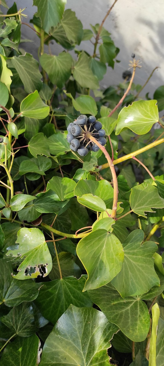 Hedera Leaves Plant - Free photo on Pixabay - Pixabay