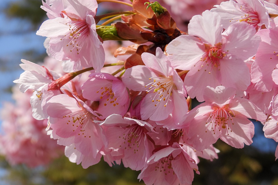 Flores De Cerezo Pétalos - Foto gratis en Pixabay - Pixabay