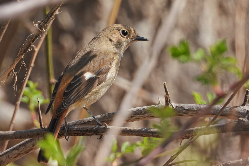 Fugl Daurian Redstart Ornitologi - Gratis foto på Pixabay