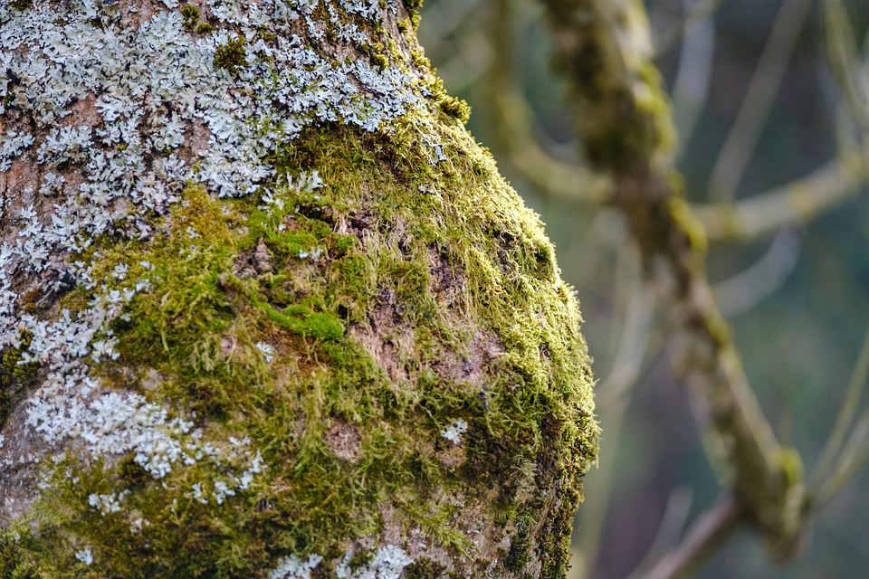 Lichen Nature Plantes - Photo gratuite sur Pixabay - Pixabay
