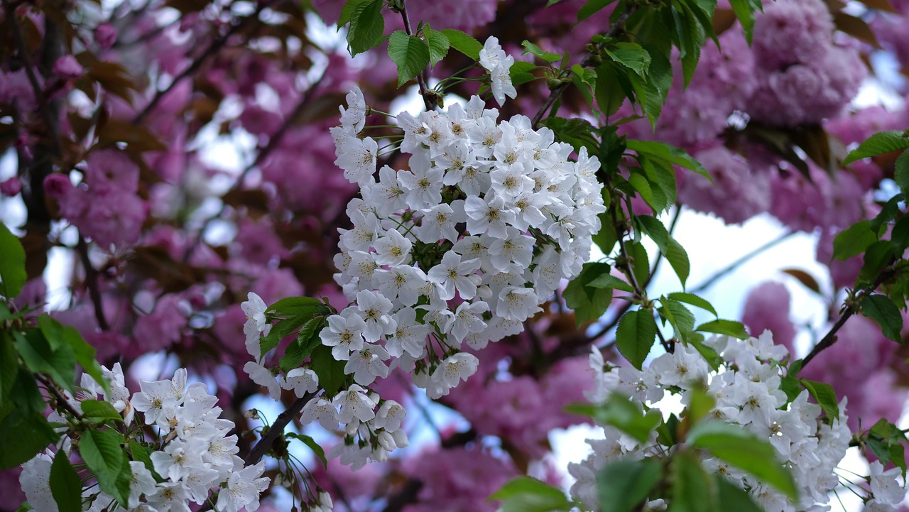 Flowers Spring Cherry Blossom - Free photo on Pixabay - Pixabay