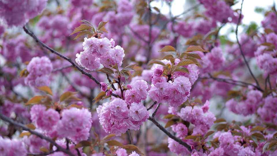 Flowers Cherry Blossom Botany - Free photo on Pixabay