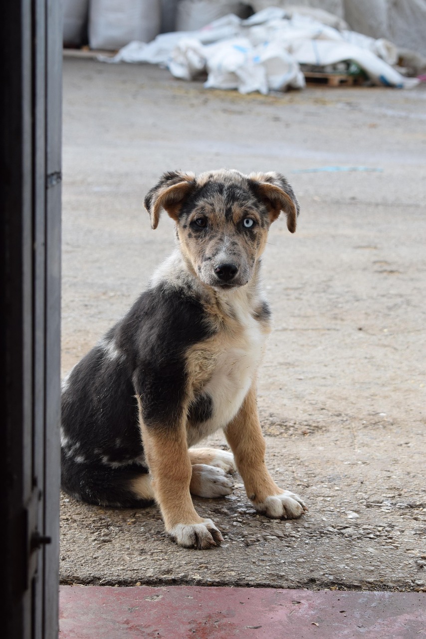 Cachorro Fofinho Filhote - Foto gratuita no Pixabay - Pixabay