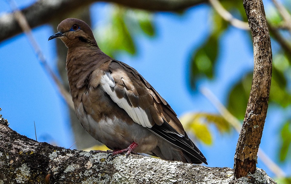 Bird White-Winged Dove Ornithology - Free photo on Pixabay - Pixabay