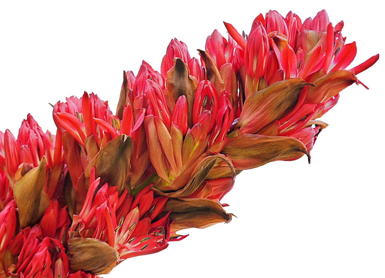 Giant Lily Doryanthes Palmeri - Free photo on Pixabay - Pixabay