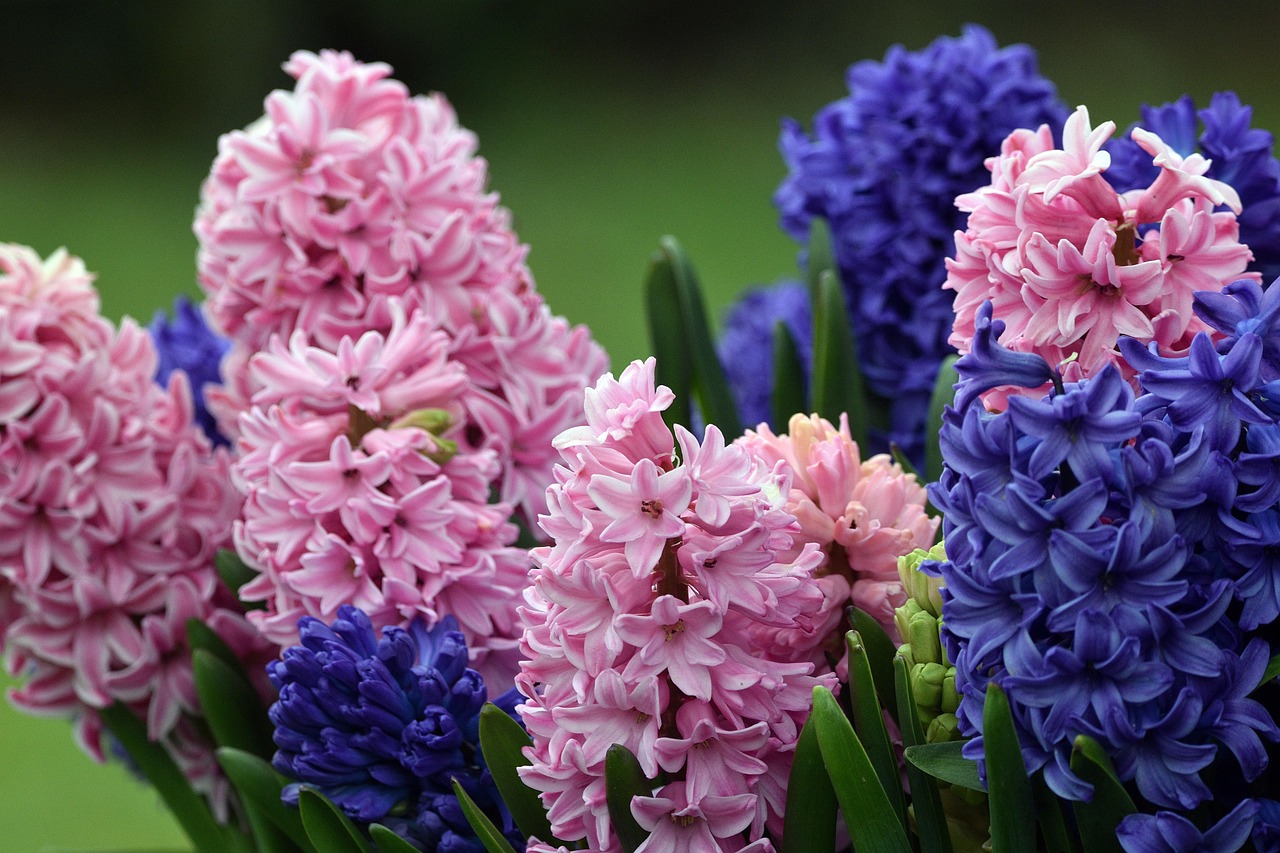 400 000 Free Hyacinth Flowers Hyacinth Images Pixabay 400 000 Free Hyacinth Flowers Hyacinth Images Pixabay