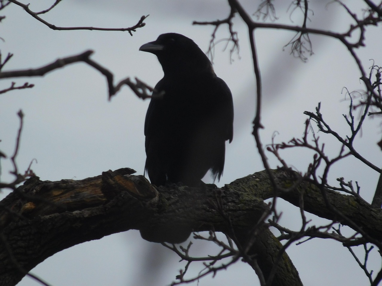 Burung Gagak Bayangan Hitam - Foto gratis di Pixabay - Pixabay