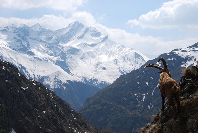 Mountain Ibex Park - Free photo on Pixabay