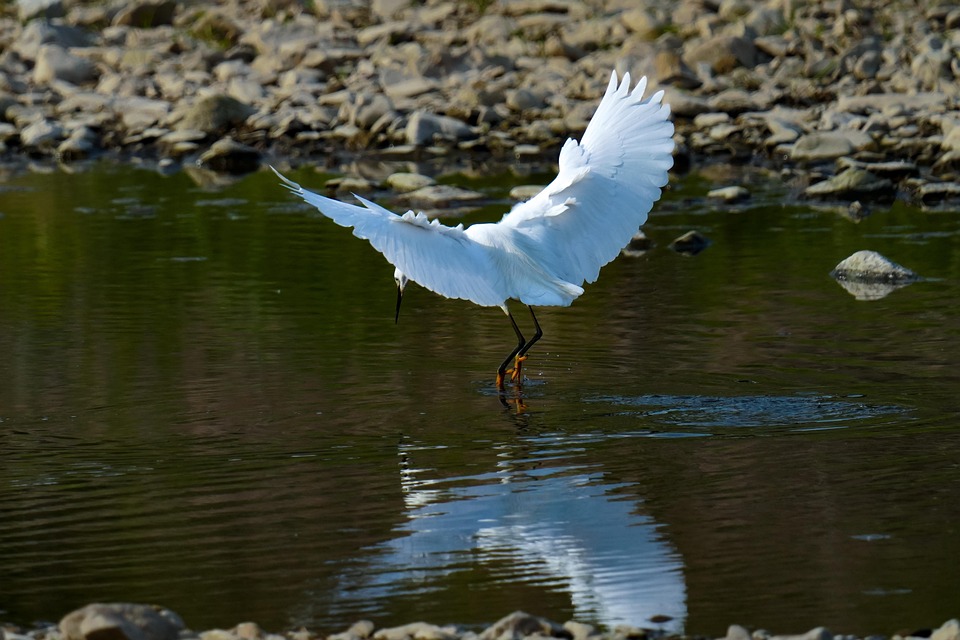 Gewone Reiger Vogels Dier - Gratis foto op Pixabay