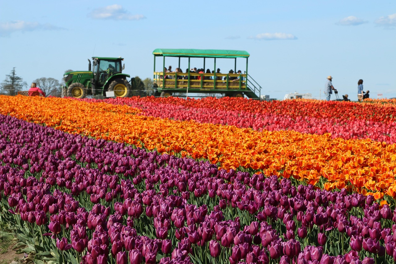 Tulipe Printemps Fleurs - Photo gratuite sur Pixabay - Pixabay