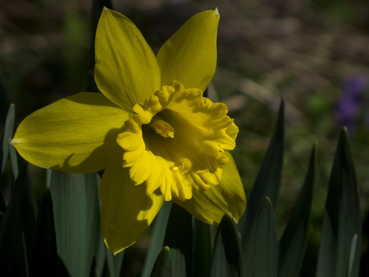 Daffodil Flower Plant Yellow - Free photo on Pixabay - Pixabay