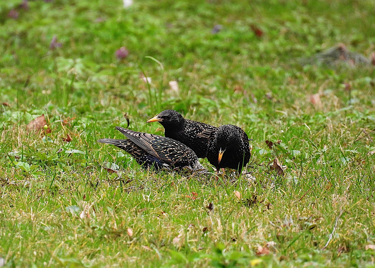 Sturnus Vulgaris Birds Starling - Free photo on Pixabay - Pixabay
