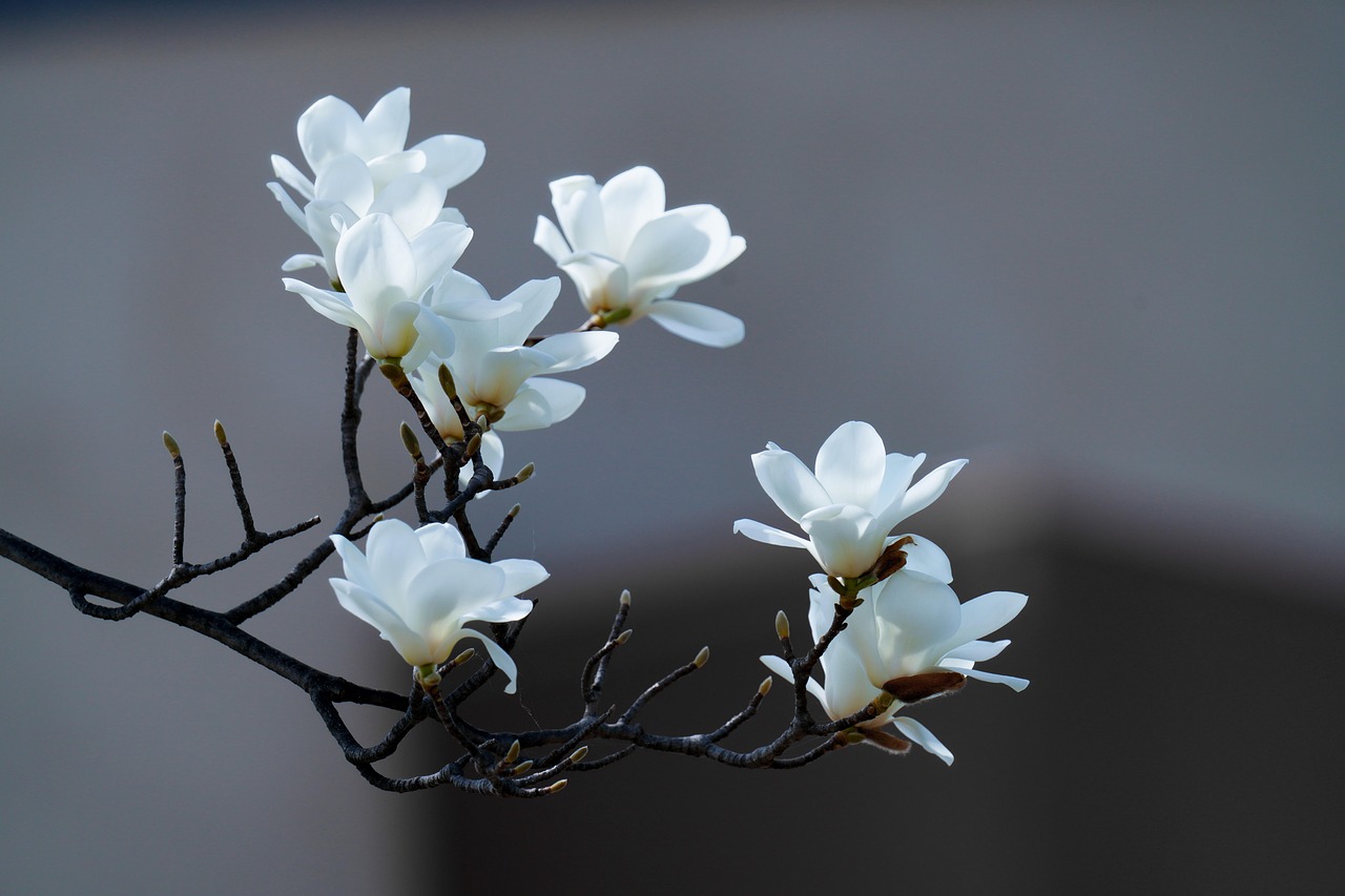 400,000+ Free Magnolia Flower & Magnolia Images - Pixabay