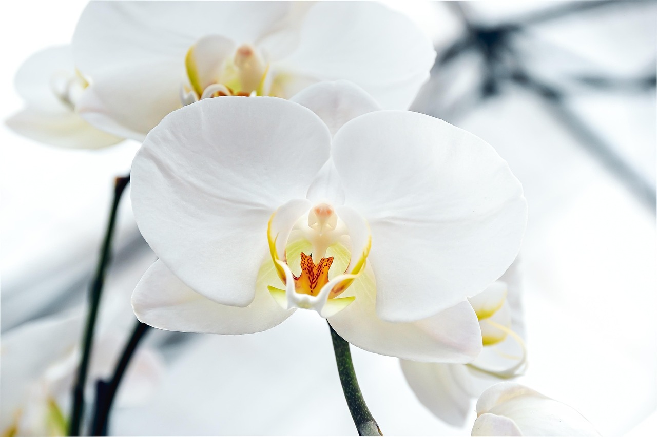 Orchid Petals White Flower Gentle - Free photo on Pixabay