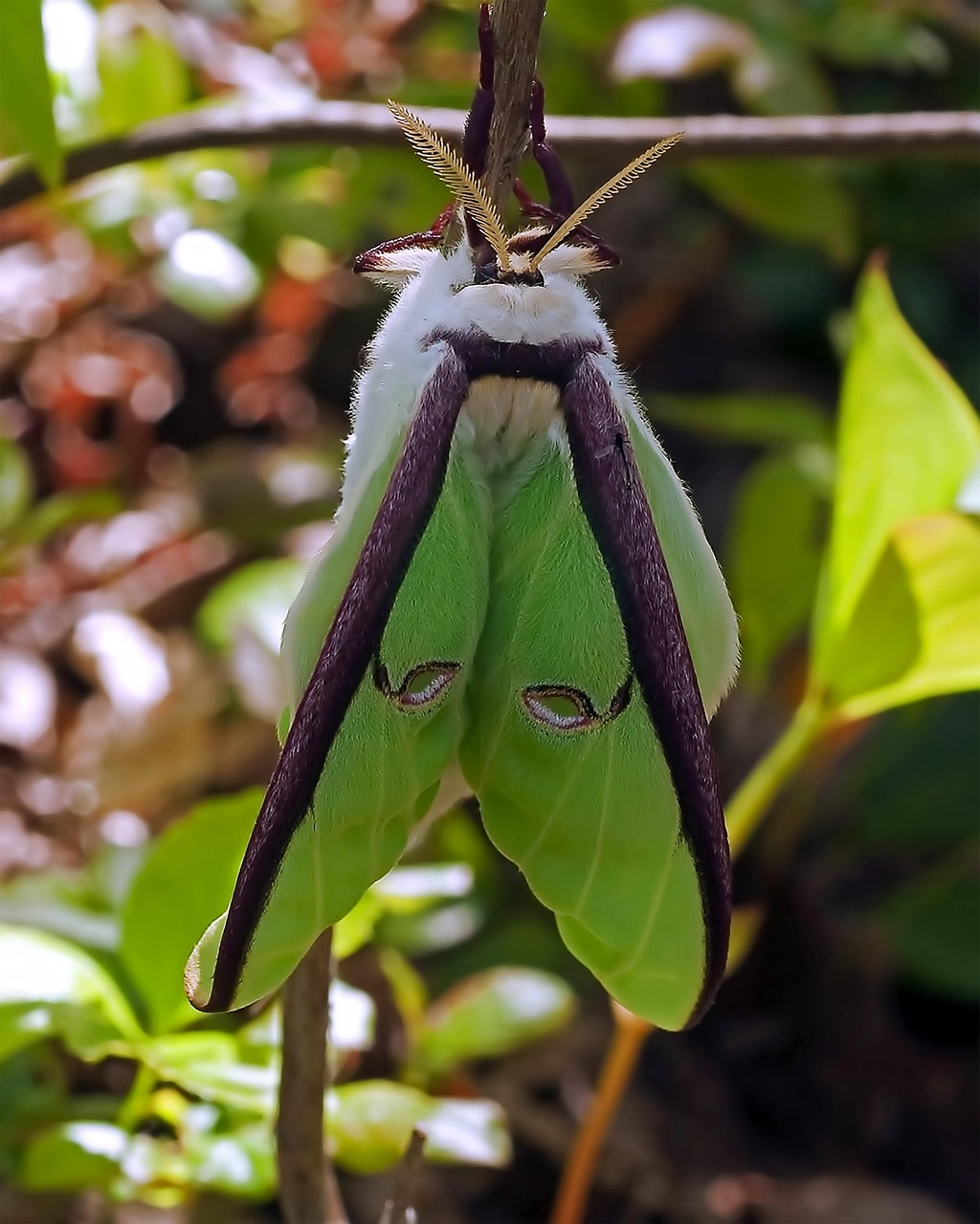 Insect Luna Moth Entomology Free Photo On Pixabay Insect Luna Moth Entomology Free Photo On Pixabay