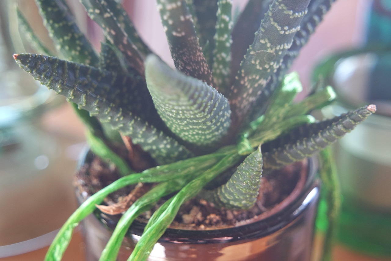 Plantes Botanique Succulent - Photo gratuite sur Pixabay - Pixabay