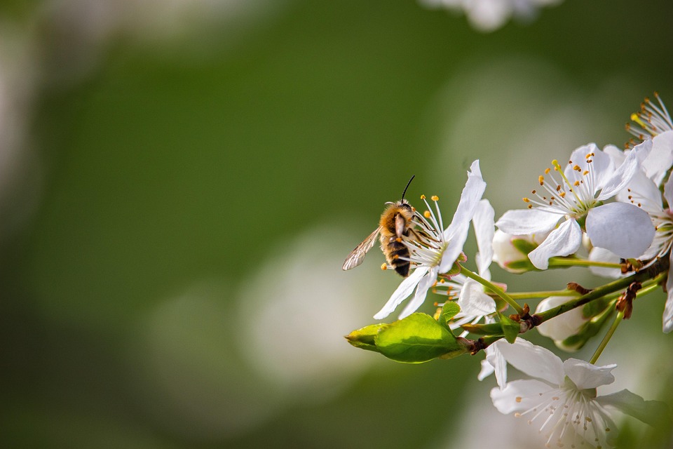 Flores Abeja Polen - Foto gratis en Pixabay