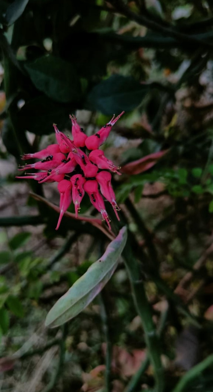 Euphorbia Tithymaloides Flower - Free photo on Pixabay - Pixabay