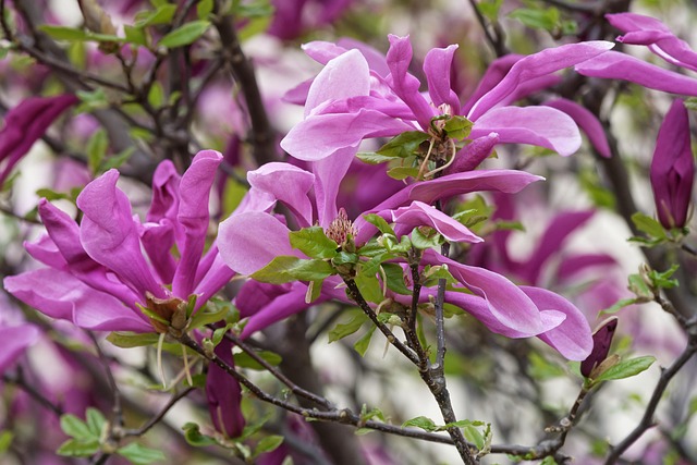 Magnolia Fleurs Roses - Photo gratuite sur Pixabay - Pixabay