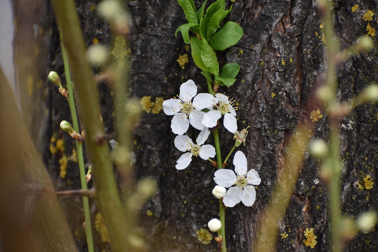 Wax Cherry Flower Plant White - Free photo on Pixabay - Pixabay