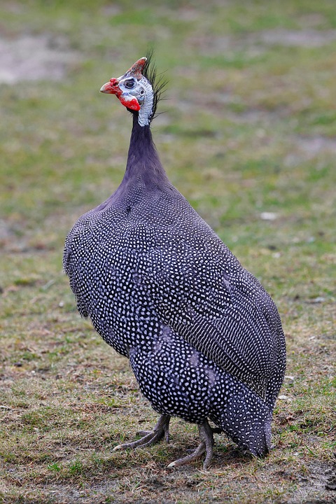 Pintade Casquée Oiseau Animal - Photo gratuite sur Pixabay