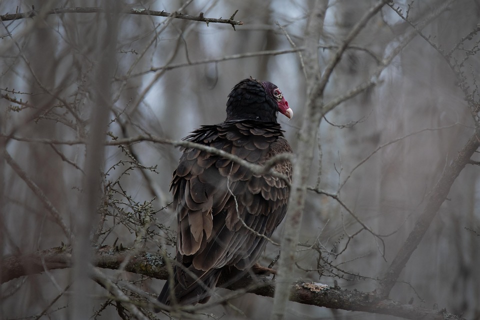 Turkey Buzzard Bird Carrion - Free photo on Pixabay - Pixabay