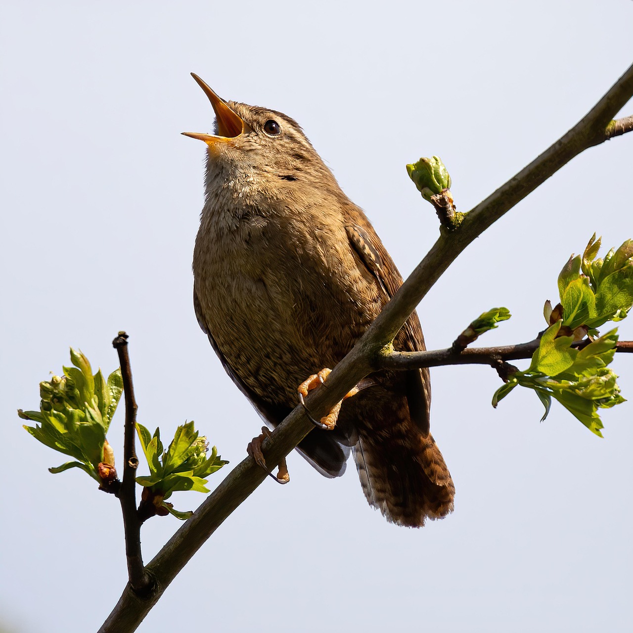 Wren Bird Songbird Wild - Free photo on Pixabay