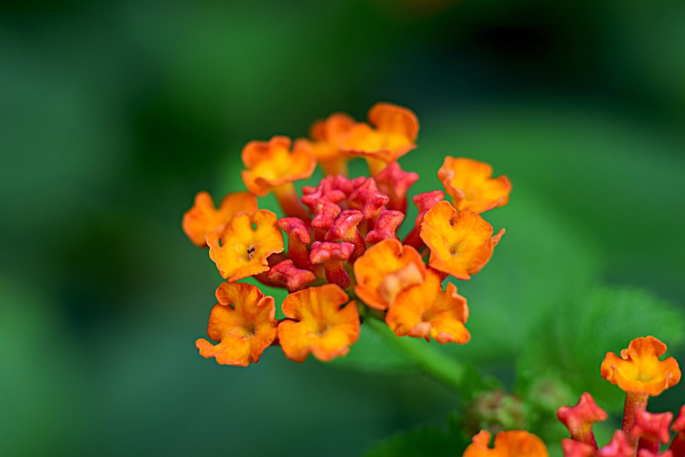 Bunga Tanaman Belukar - Foto gratis di Pixabay - Pixabay