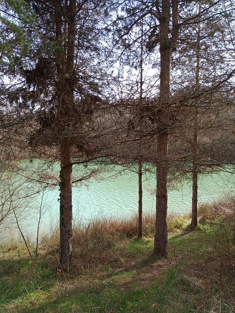 Lac Arbres Eau - Free photo on Pixabay - Pixabay