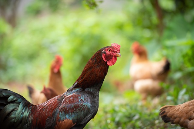 Bird Chicken Family - Free photo on Pixabay