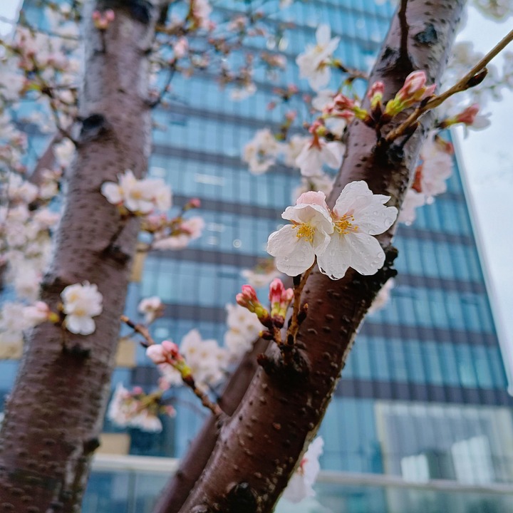Cherry Blossoms Flowers Spring - Free photo on Pixabay - Pixabay