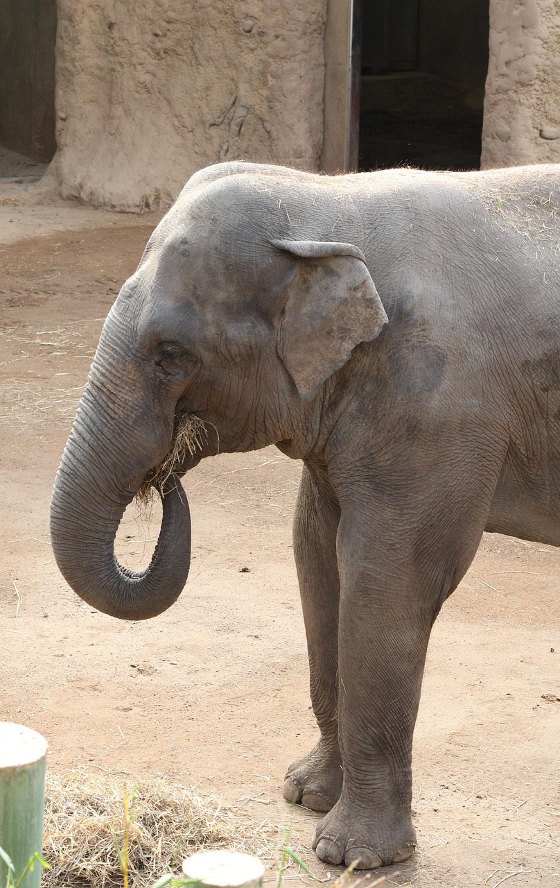 Elephant Zoo Wildlife - Free photo on Pixabay - Pixabay