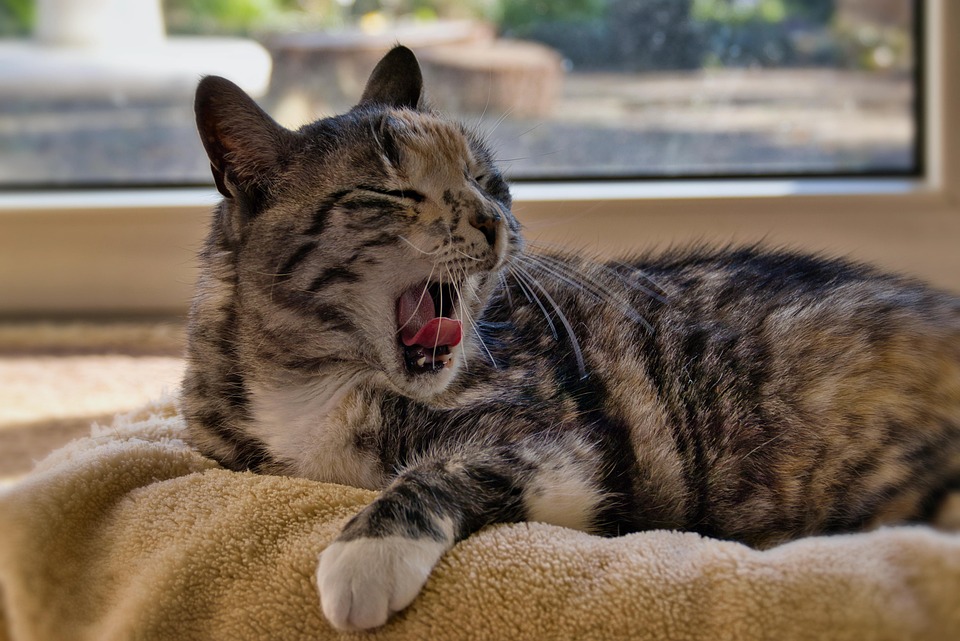 Cat Yawning Feline - Free photo on Pixabay - Pixabay