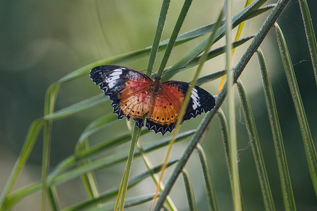 Lepidoptera Butterfly Insect - Free photo on Pixabay - Pixabay
