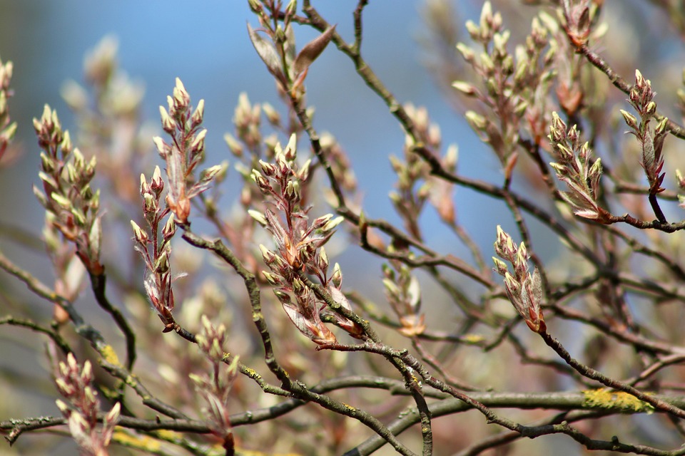 Rock Pear Amelanchier Bud - Free photo on Pixabay