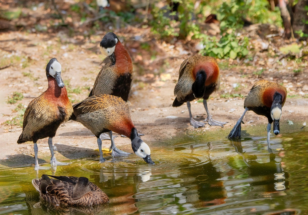 White-Faced Whistling Ducks - Free photo on Pixabay - Pixabay