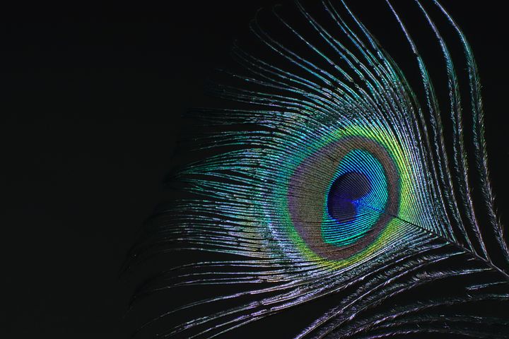 200+ darmowych obrazów z kategorii Pawie Pióro i Paw - Pixabay
