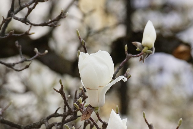 Flowers Tree Branch - Free photo on Pixabay