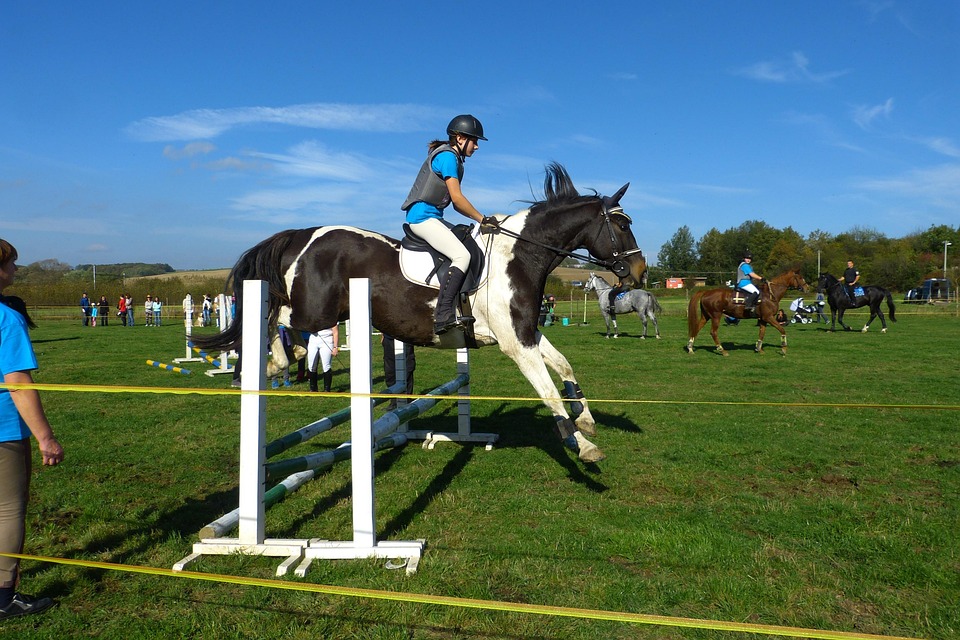 Horse Animal Parkour - Free photo on Pixabay