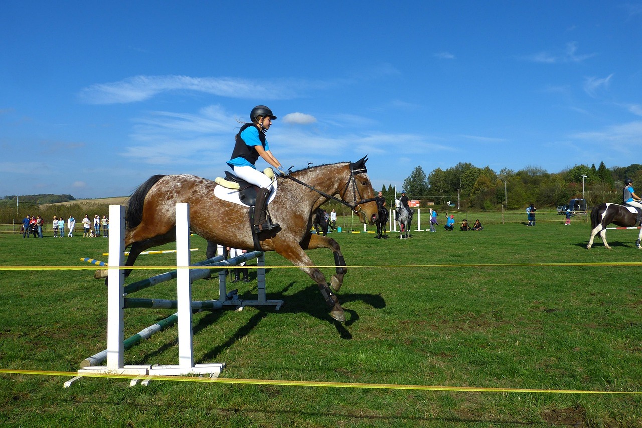 Horse Animal Parkour - Free photo on Pixabay