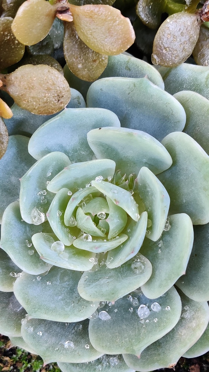Succulent Flower Frost - Free photo on Pixabay - Pixabay