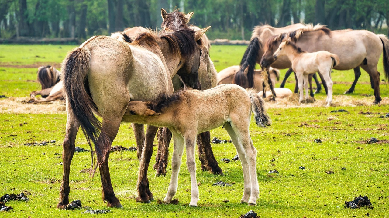 Chevaux Sauvages Poulain Jument - Photo gratuite sur Pixabay - Pixabay