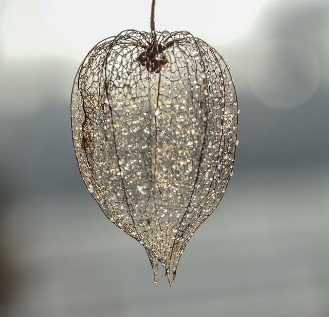 Groundcherry Dried - Free photo on Pixabay