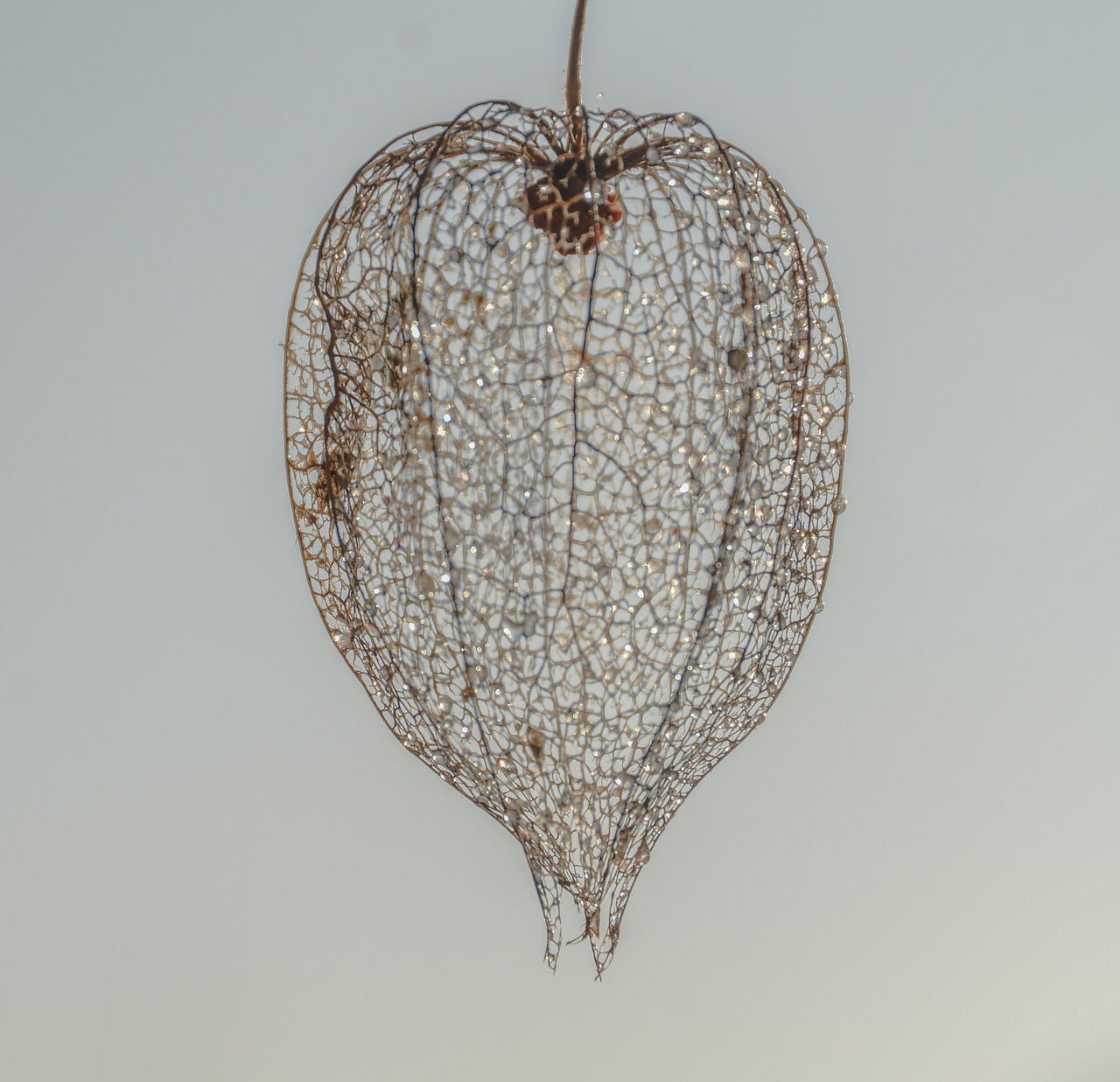 Physalis Lampion Flower Winter - Free photo on Pixabay - Pixabay