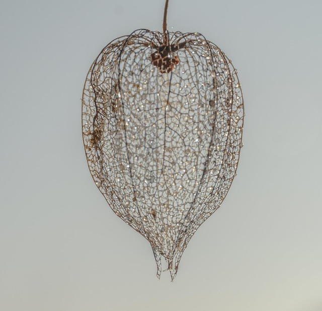 Physalis Fleur De Lampion - Photo gratuite sur Pixabay - Pixabay