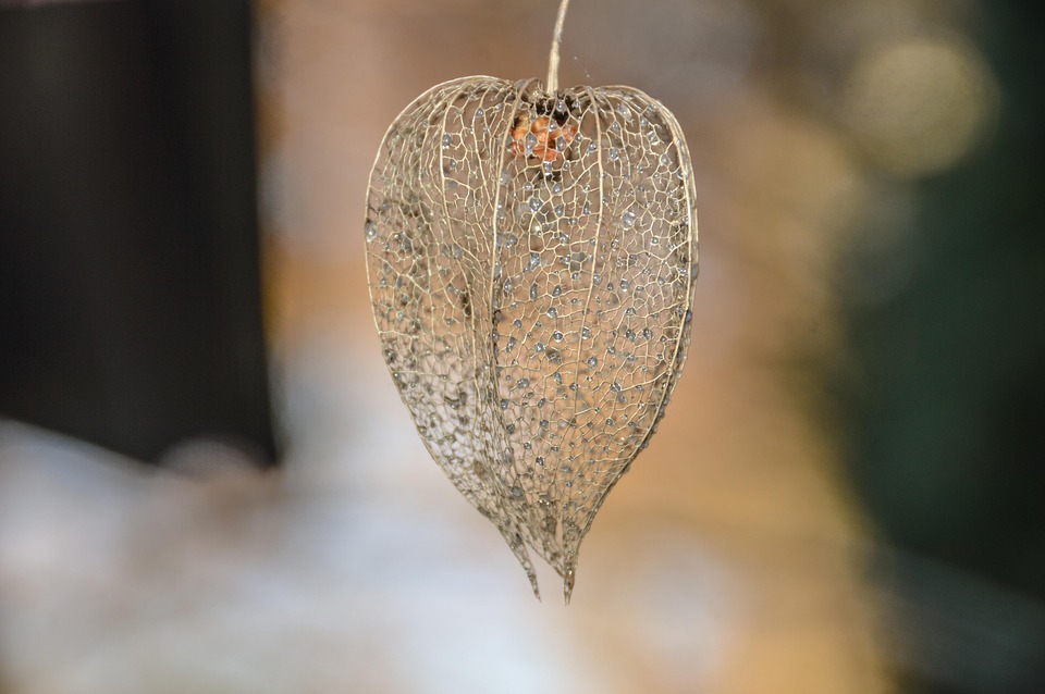 Groundcherry Dried - Free photo on Pixabay