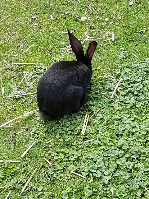 Rabbit Animal Love For - Free photo on Pixabay - Pixabay